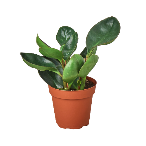 Peperomia Red Edge – A Botanical Blessing
